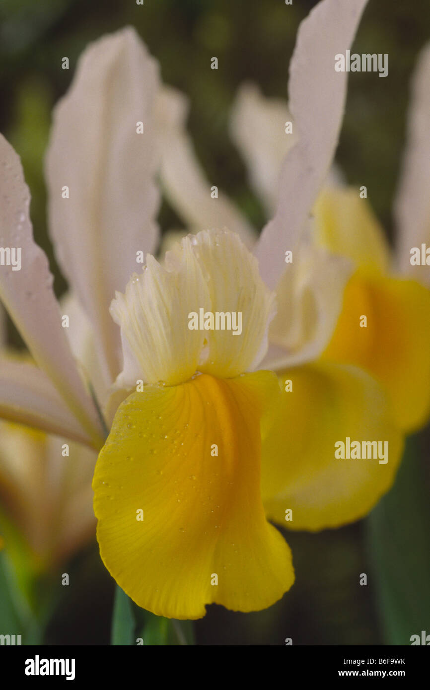 Iris 'Apollo' Dutch iris. Close up of yellow falls Stock Photo - Alamy