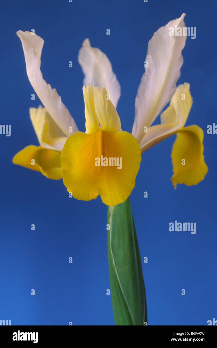 Iris 'Apollo' Dutch iris. Yellow and white iris on blue background ...
