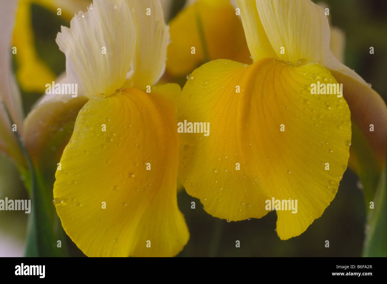 Iris 'Apollo' Dutch iris. Close up of yellow falls Stock Photo - Alamy