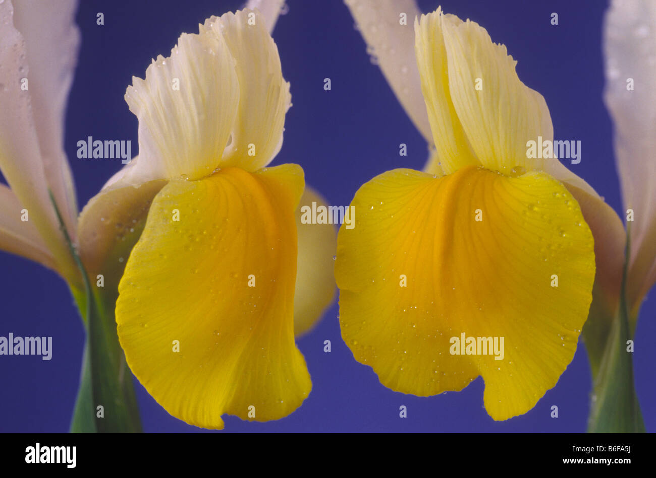 Iris 'Apollo' Dutch iris. Close up of yellow falls Stock Photo - Alamy