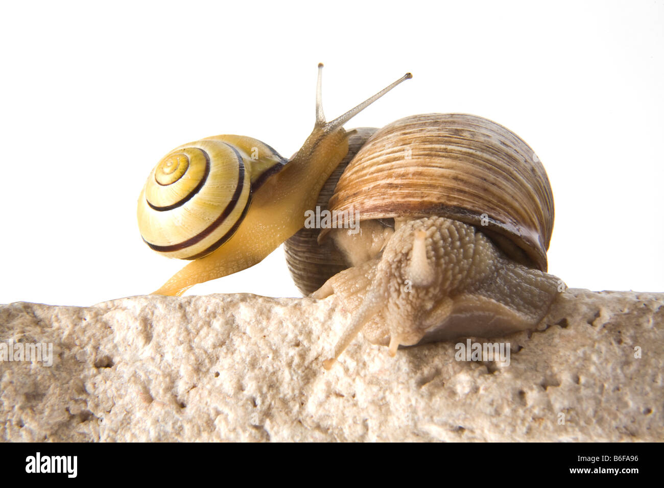 Cepaea nemoralis shells hi-res stock photography and images - Alamy
