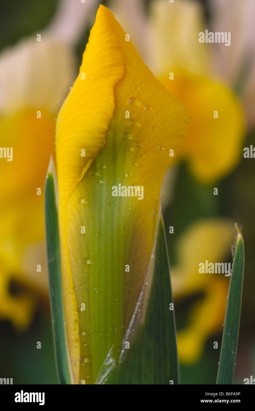 Iris 'Apollo' Dutch iris. Flower bud Stock Photo - Alamy