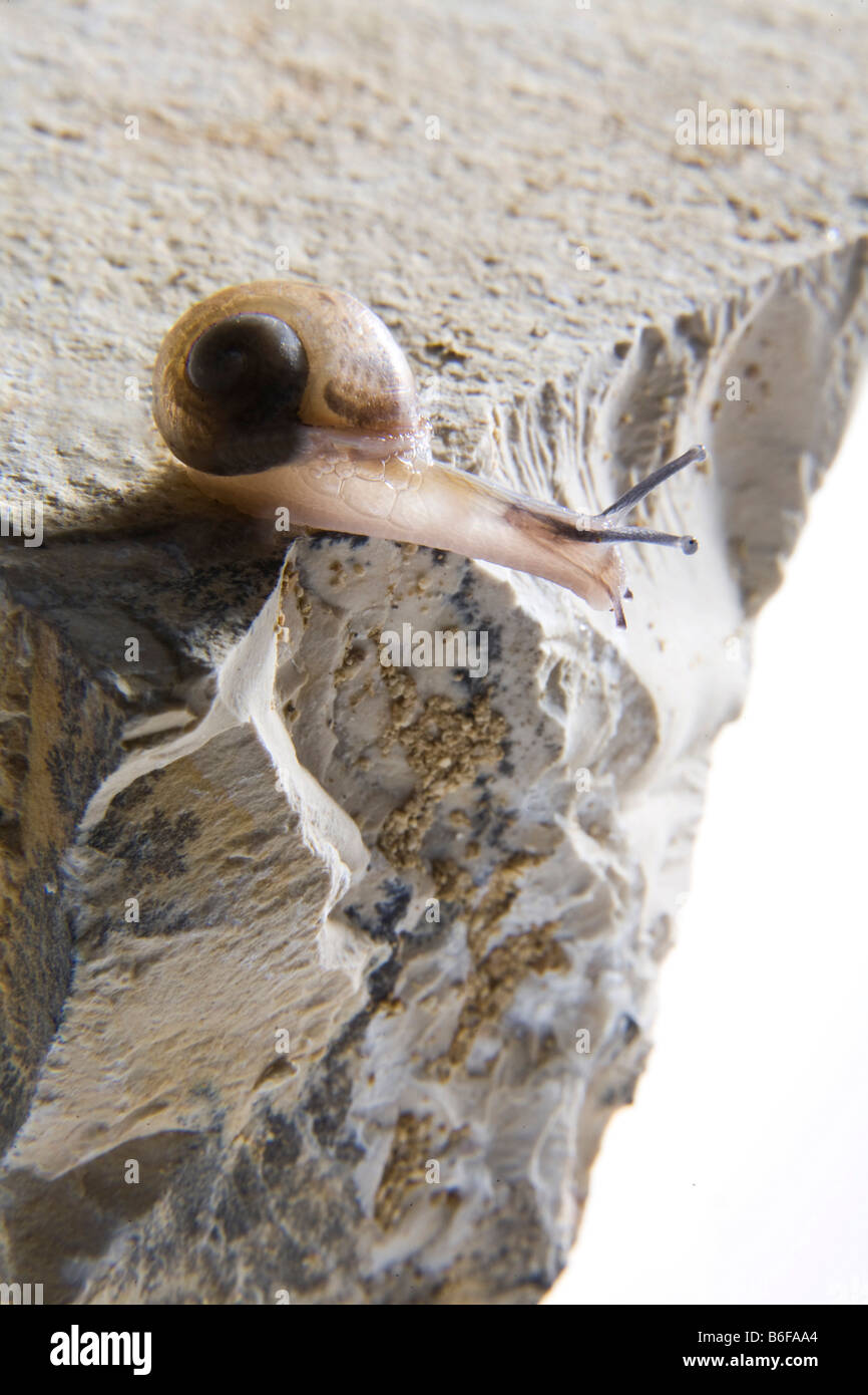 Young snail rock hi-res stock photography and images - Alamy