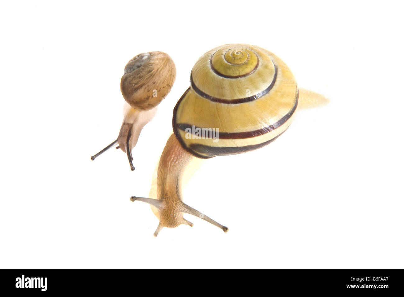 Inside a snail shell hi-res stock photography and images - Alamy