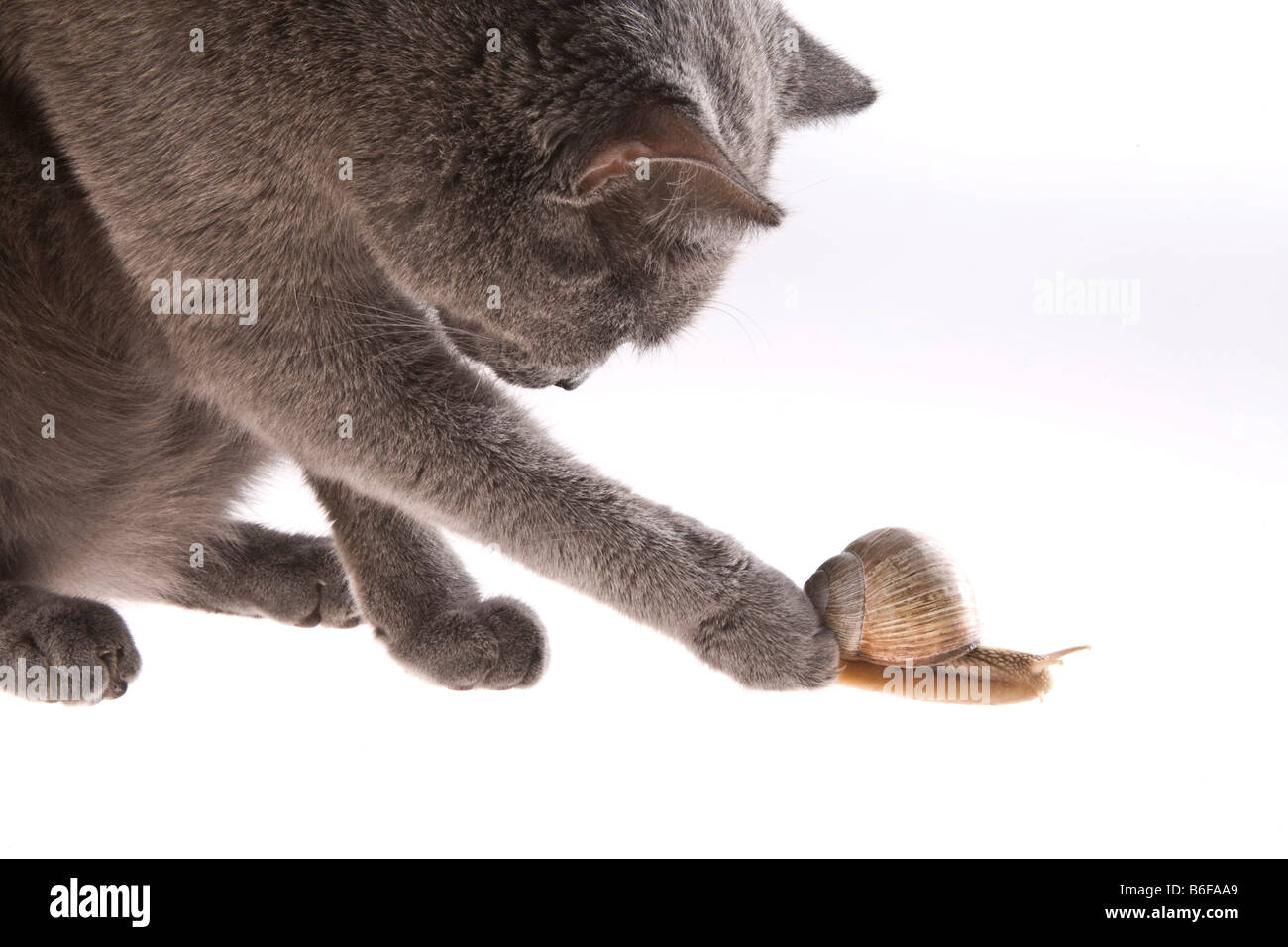 Cat playing with a Burgundy Snail or Edible Snail Stock Photo - Alamy