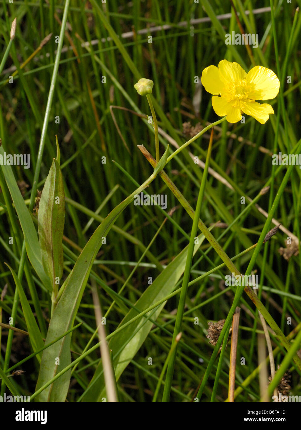 Lingua hi-res stock photography and images - Alamy