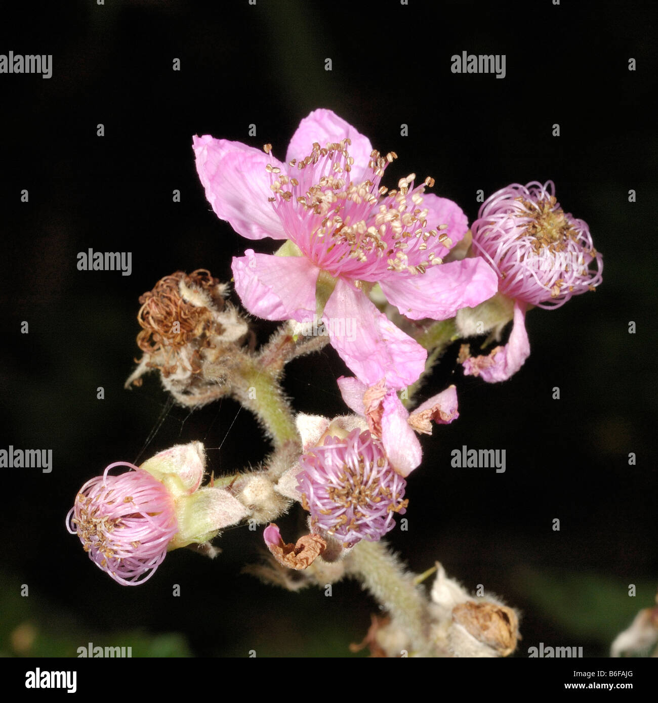 Blackberry rose hi-res stock photography and images - Alamy