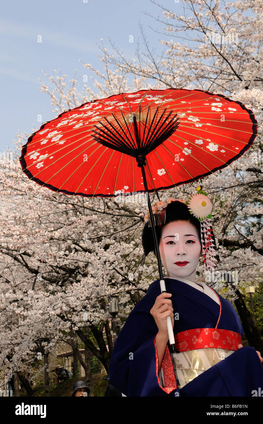 A Maiko, a trainee Geisha, carrying a red sun parasol or umbrella in ...