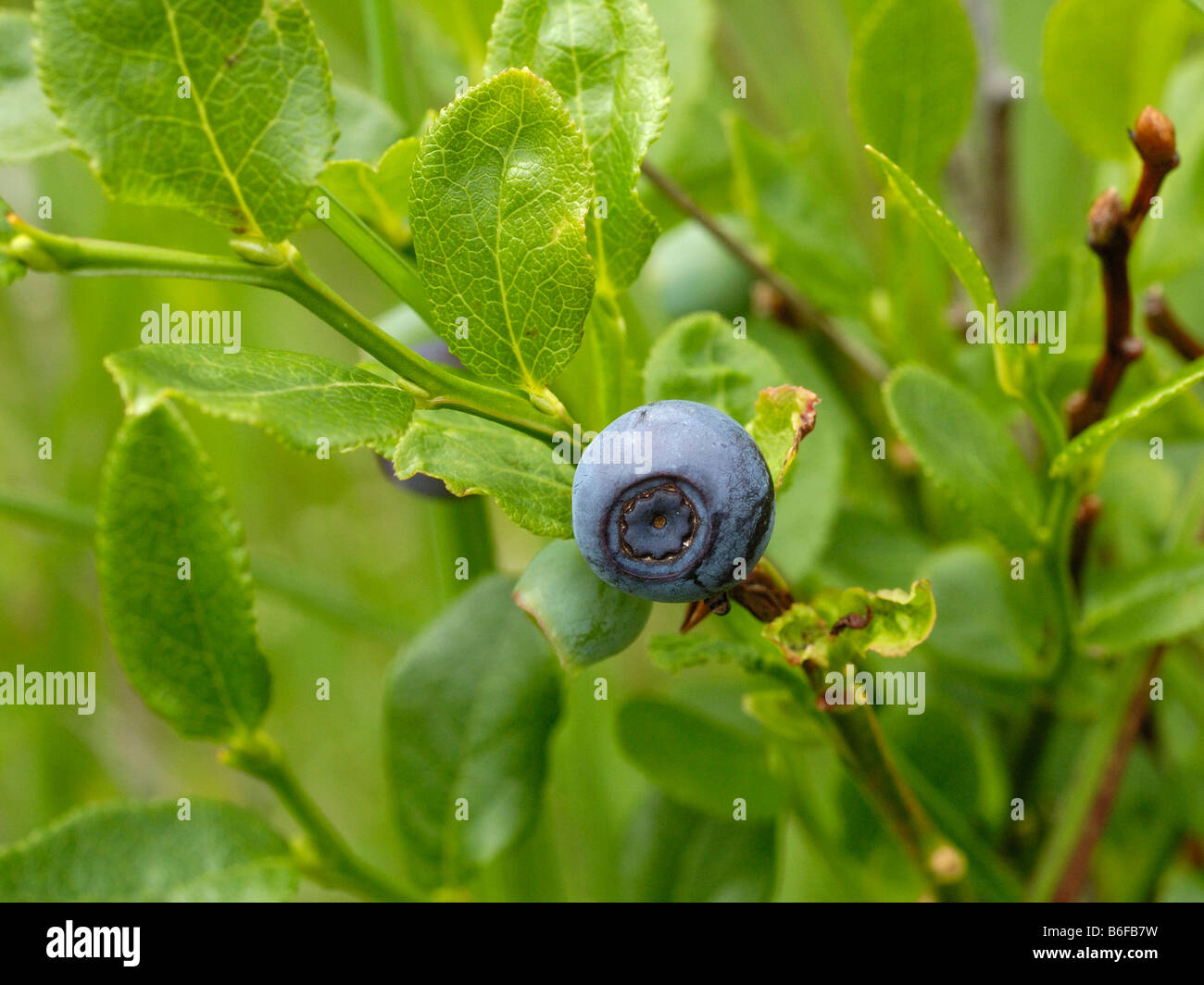 Bilberry fruit hi-res stock photography and images - Alamy