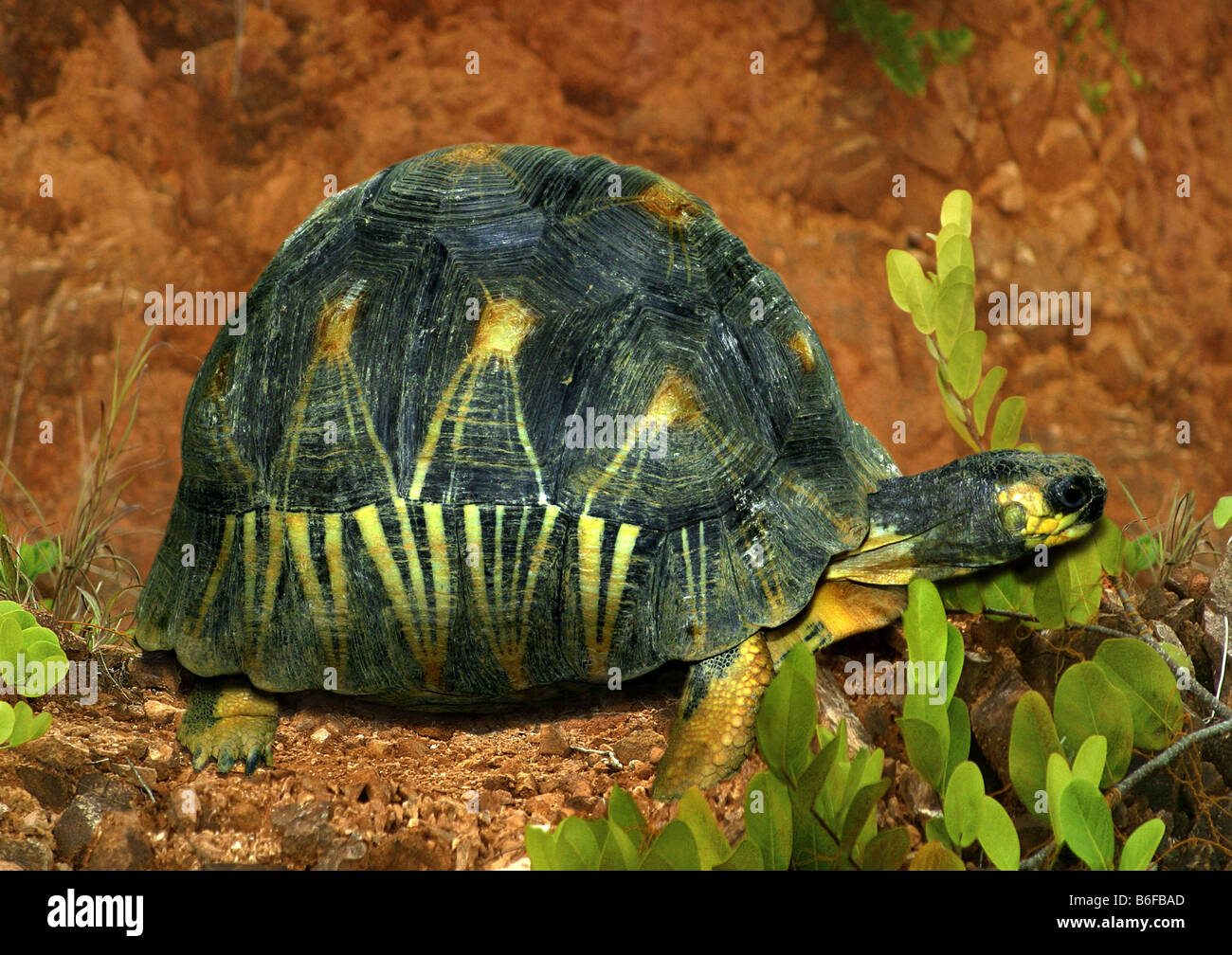 radiated tortoise (Asterochelys radiata, Geochelone radiata, Testudo ...