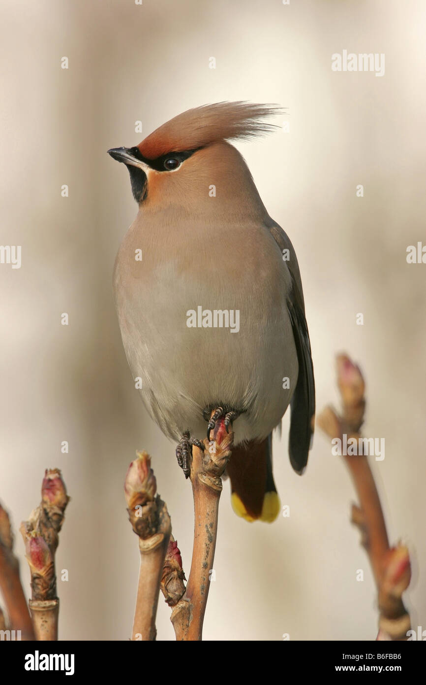Bohemian waxwing (Bombycilla garrulus), in a shrup, Europe Stock Photo ...