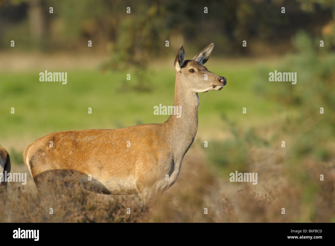 Red deer (Cervus elaphus), doe, rutting season, Hoge Veluwe National ...