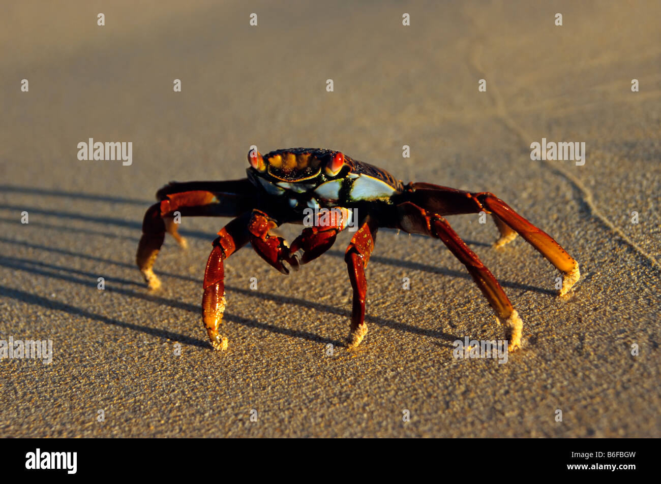 Strange crabs on the beach hi-res stock photography and images - Alamy
