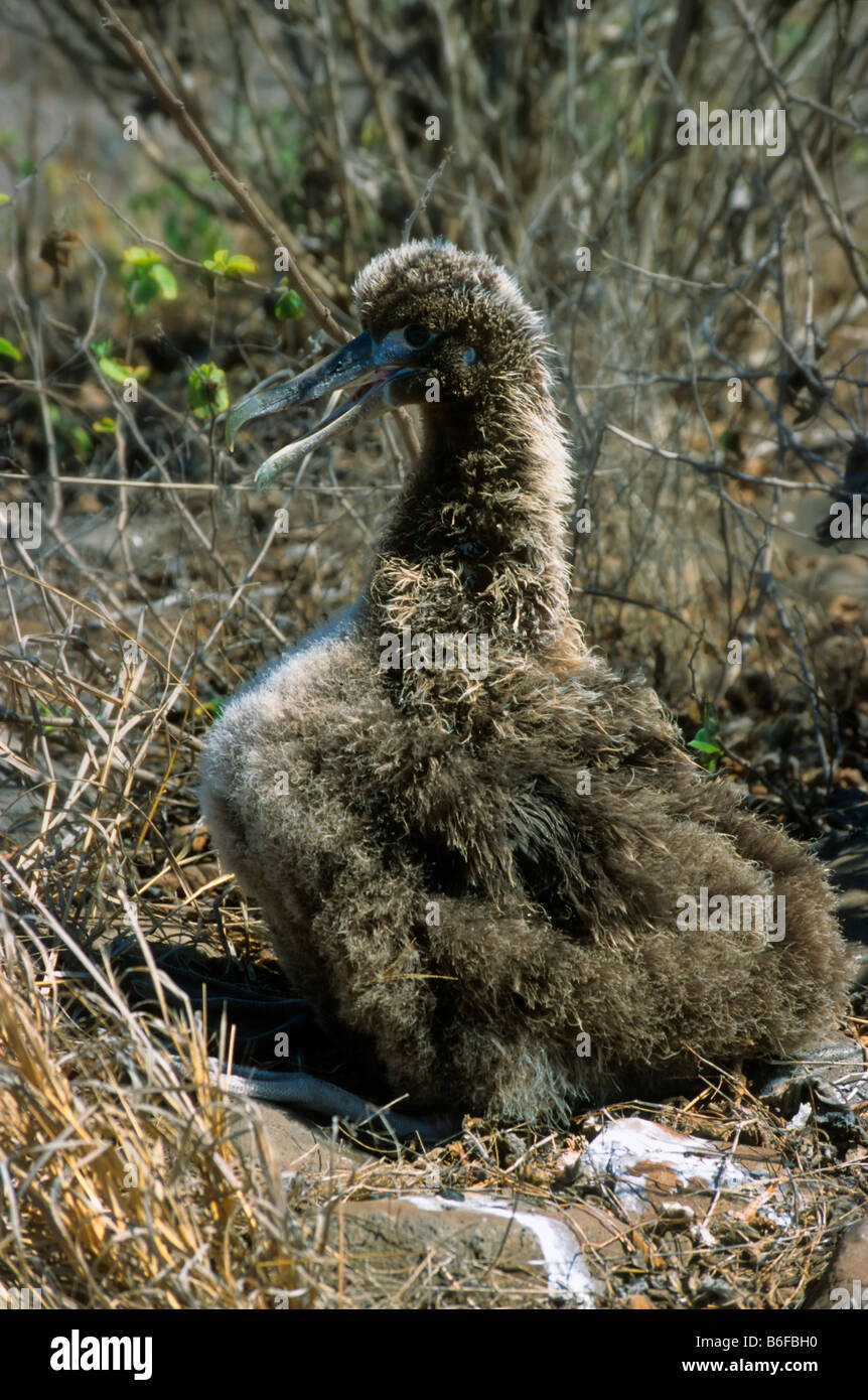 Baby birds sitting in nest hi-res stock photography and images - Alamy