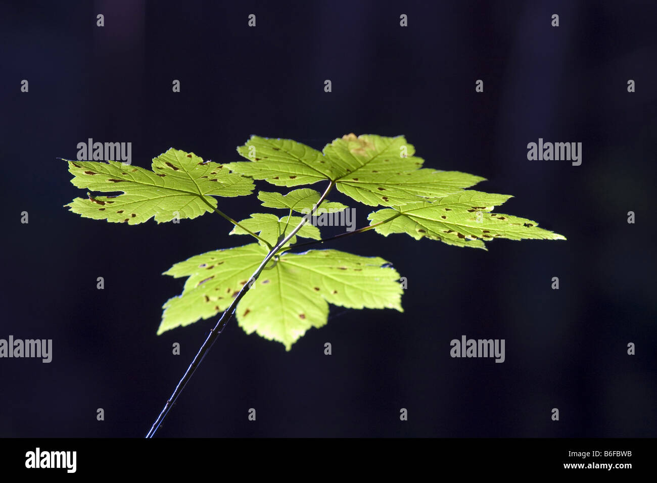 Herrmann The Great High Resolution Stock Photography and Images - Alamy