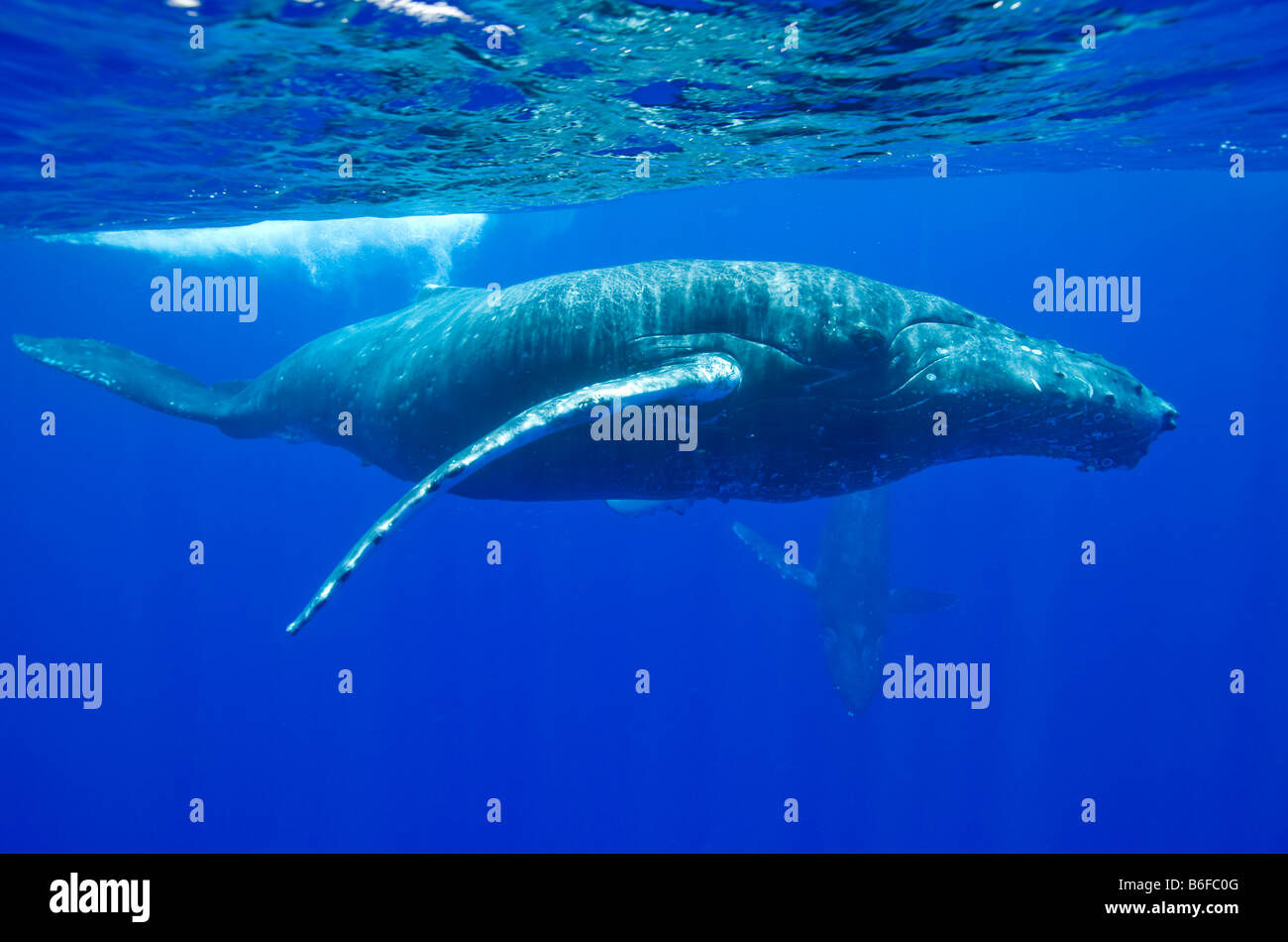 Humpback whale person people underwater hi-res stock photography and ...