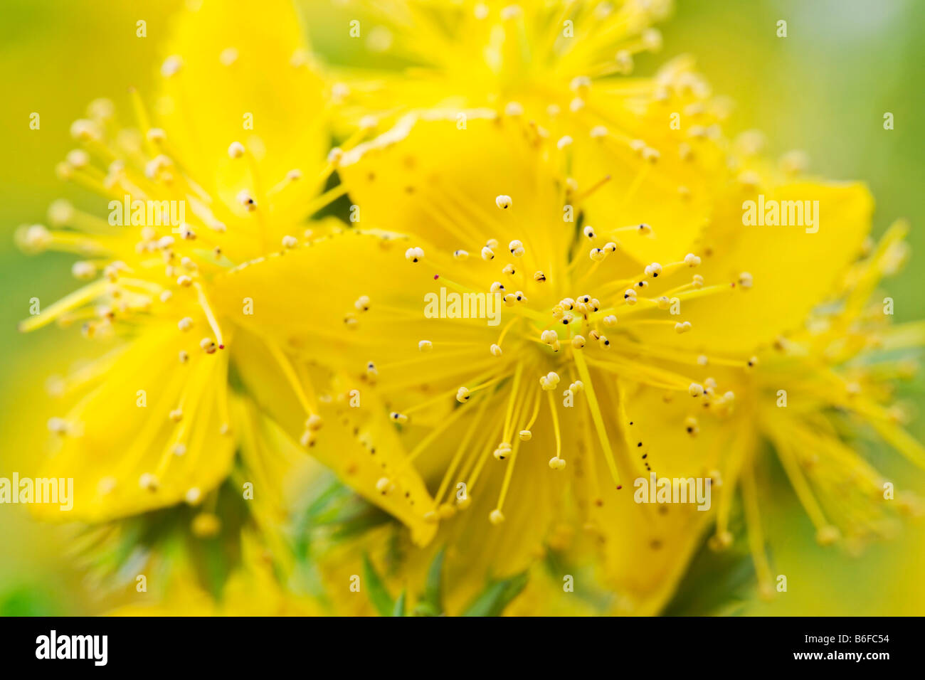 Blossom of St John's wort (Hypericum perforatum Stock Photo - Alamy