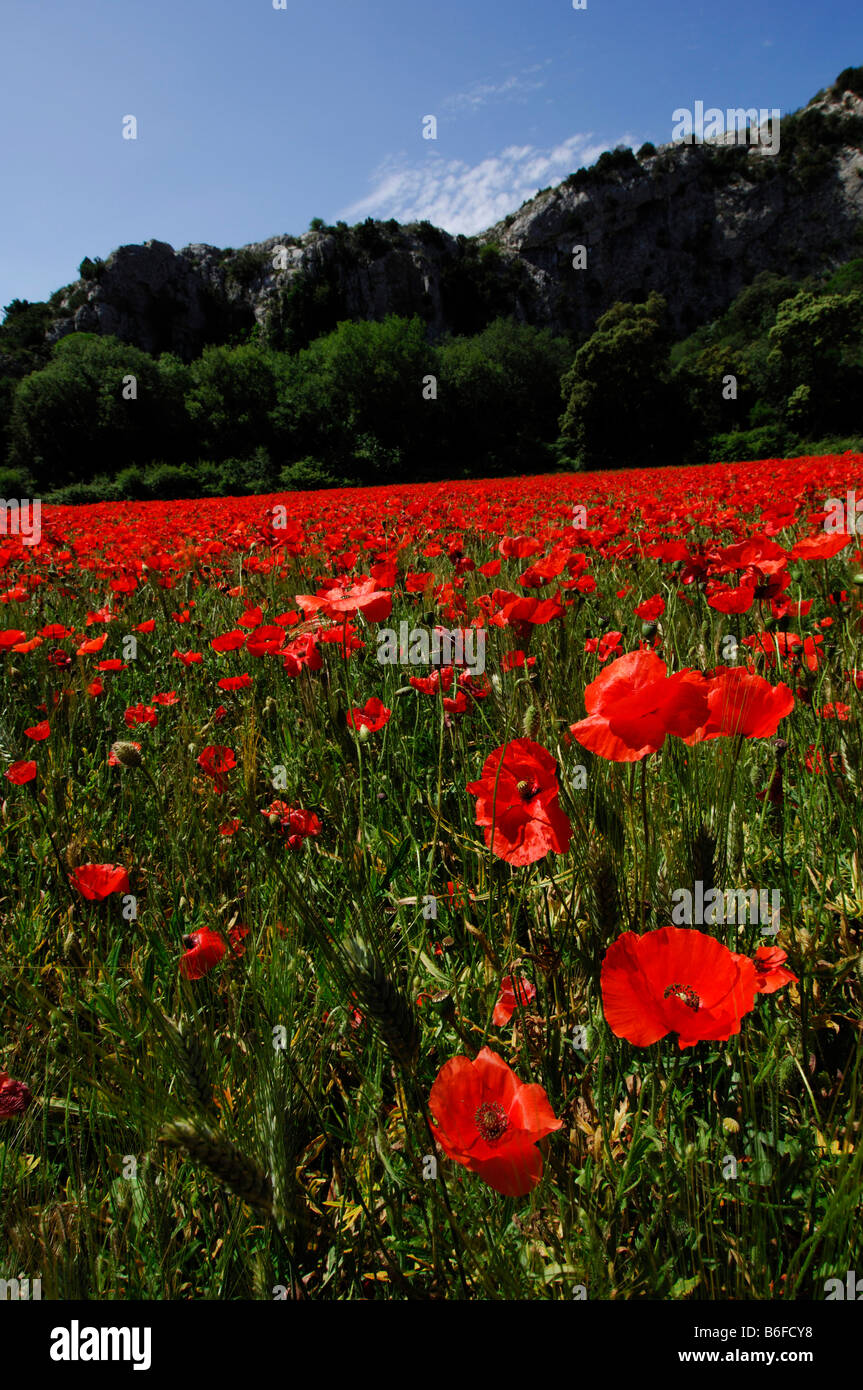 Poppy flowers (Papaver) in Provence, France, Europe Stock Photo - Alamy