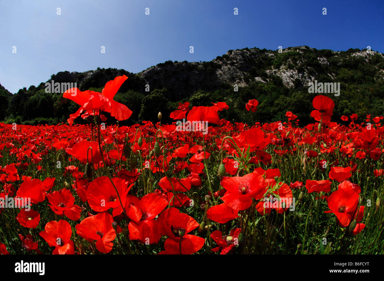 Poppy flowers (Papaver) in Provence, France, Europe Stock Photo - Alamy