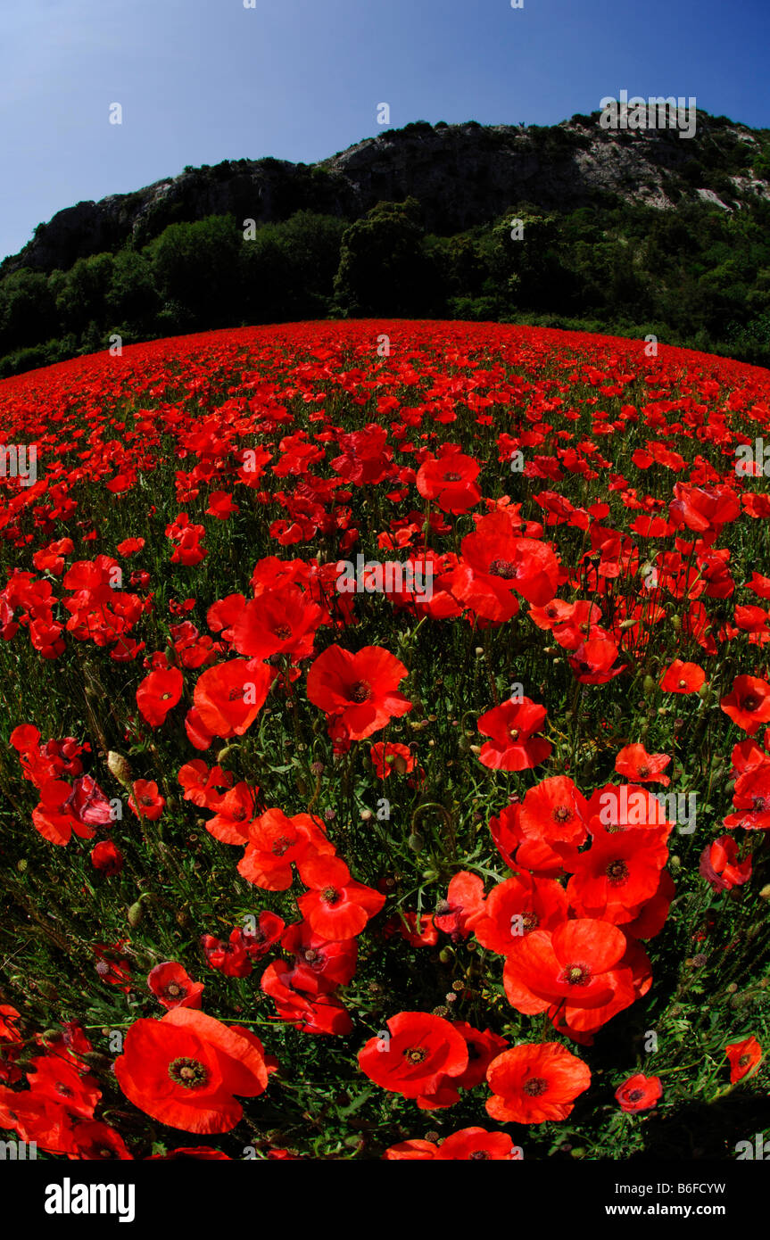 Poppy flowers (Papaver) in Provence, France, Europe Stock Photo - Alamy