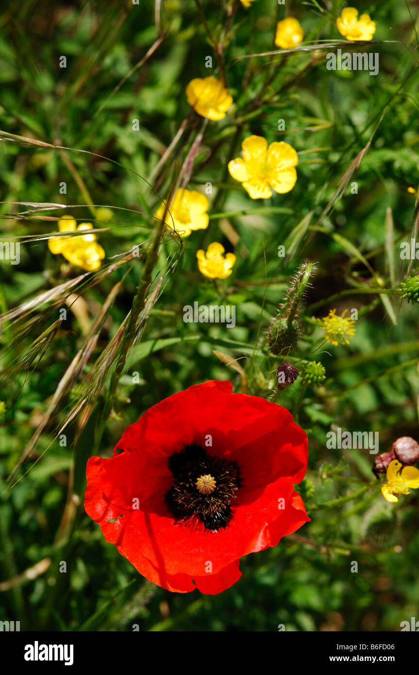 Poppy flower (Papaver) in Provence, France, Europe Stock Photo - Alamy