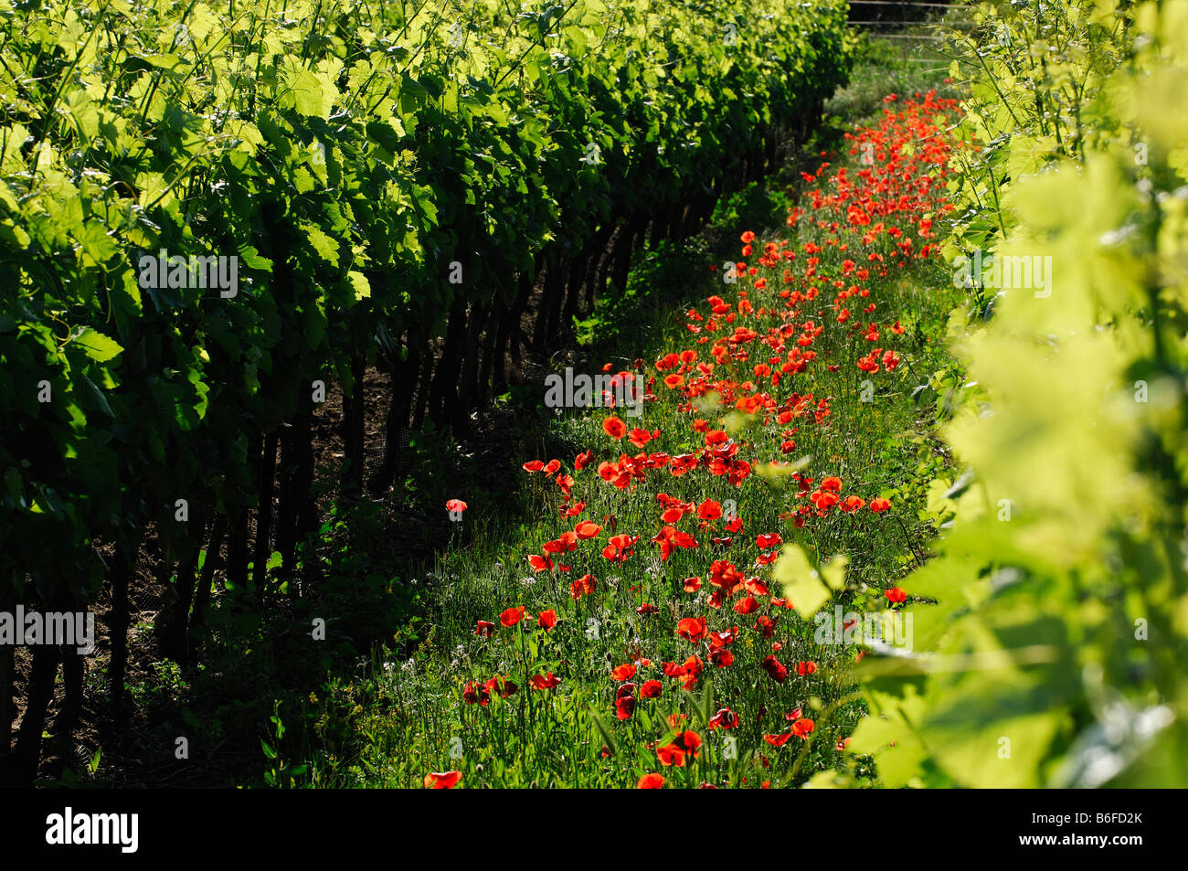 Poppies in between the vines hi-res stock photography and images - Alamy