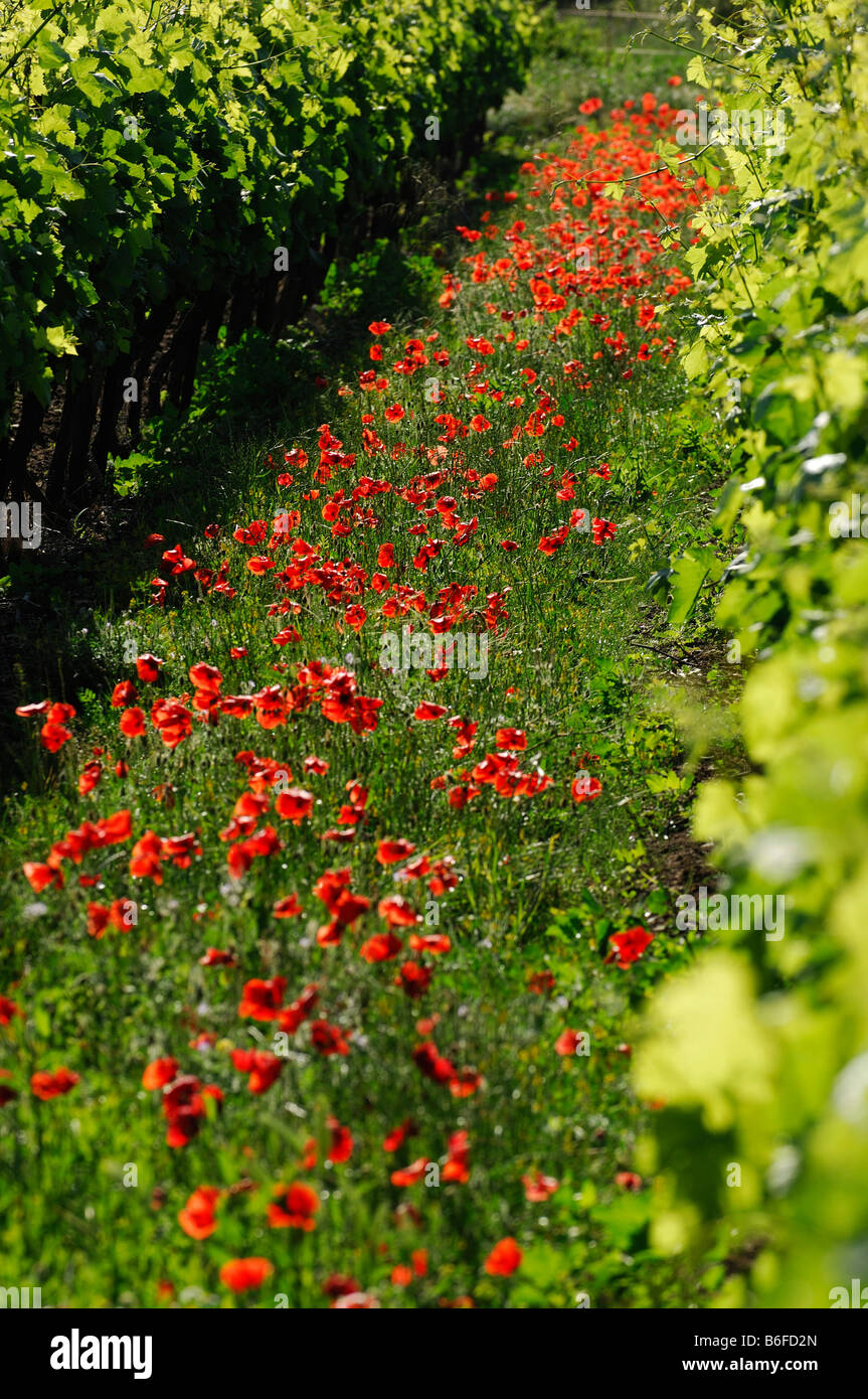 Varieties of vines hi-res stock photography and images - Alamy