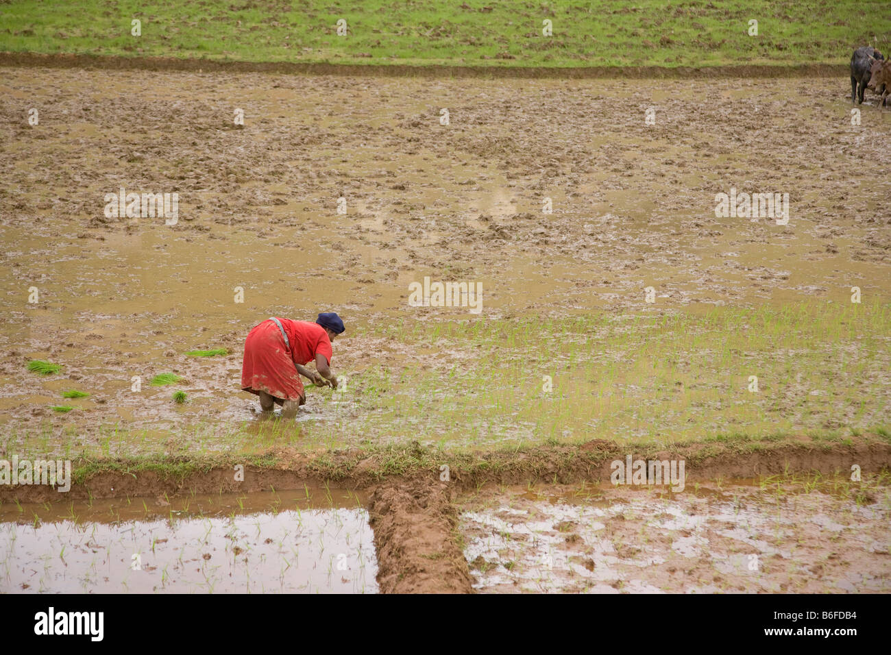 Planting rice Madagascar Stock Photo - Alamy