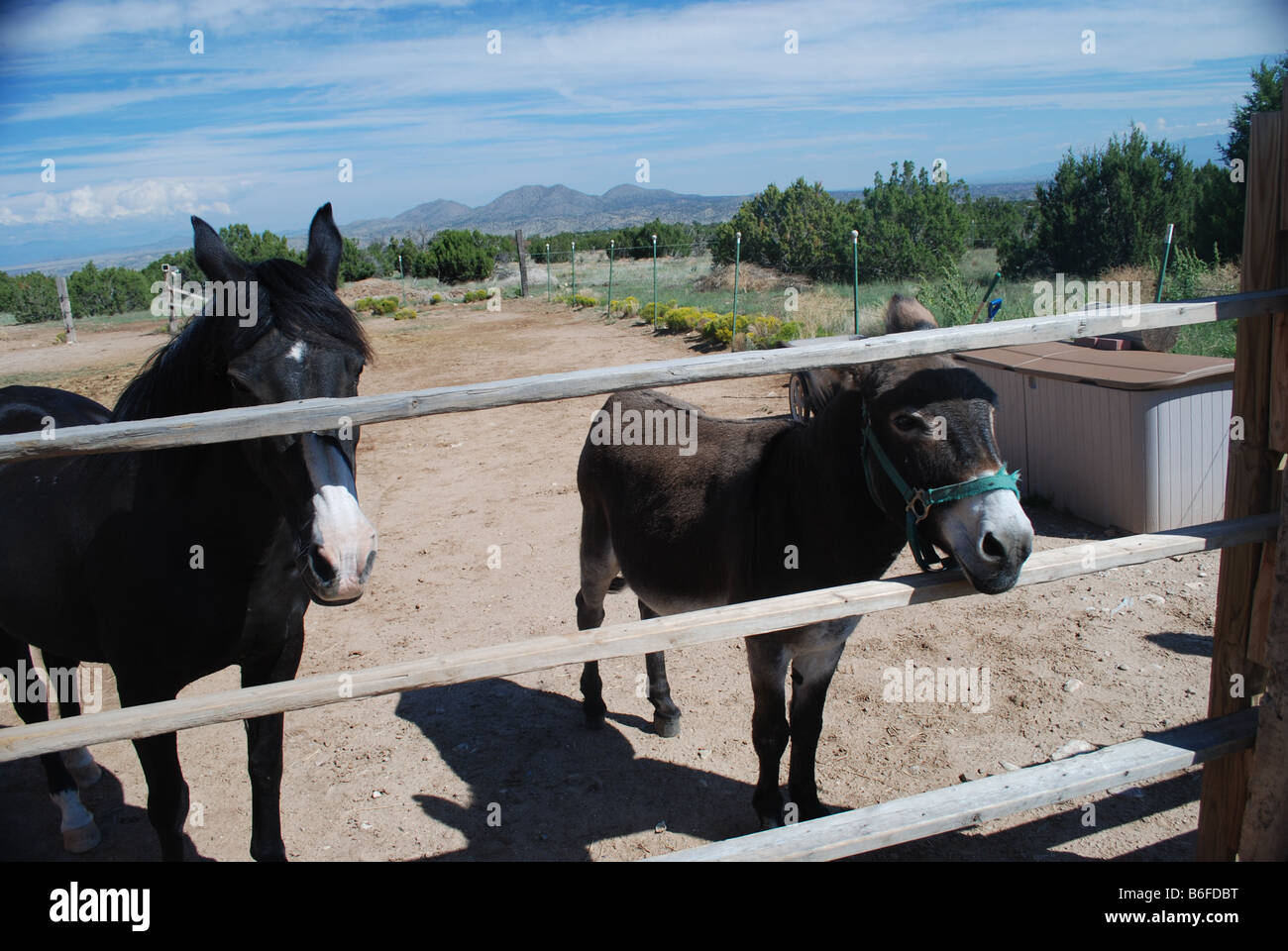 horse donkey mule High Feather Ranch Cerrillos New Mexico USA Stock ...