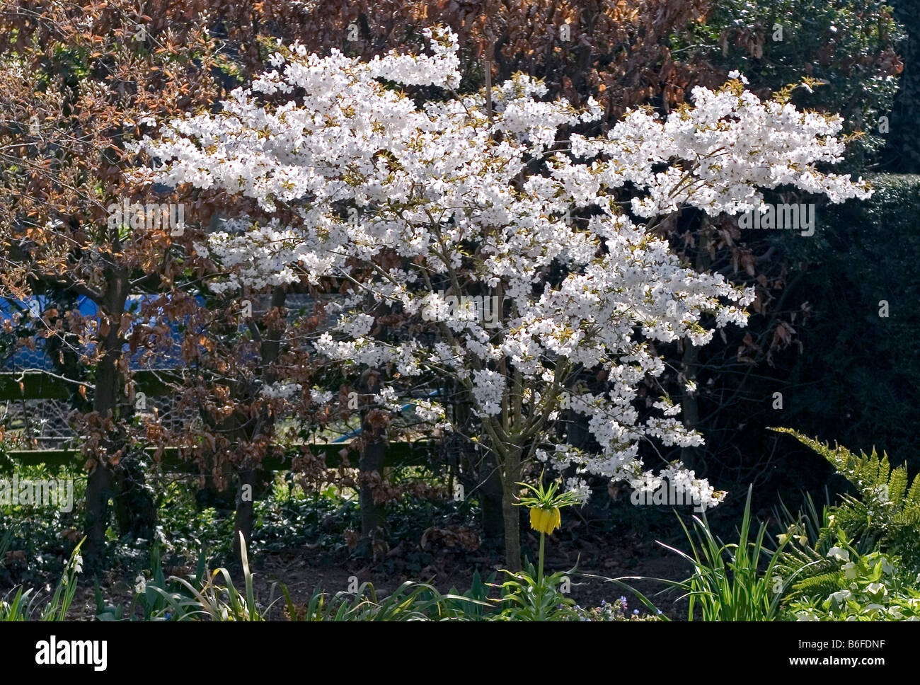 Prunus 'The Bride' Stock Photo - Alamy
