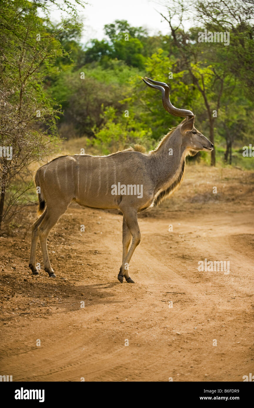 wildlife wild greater KUDU antelope TRAGELAPHUS STREPSICEROS buck with ...