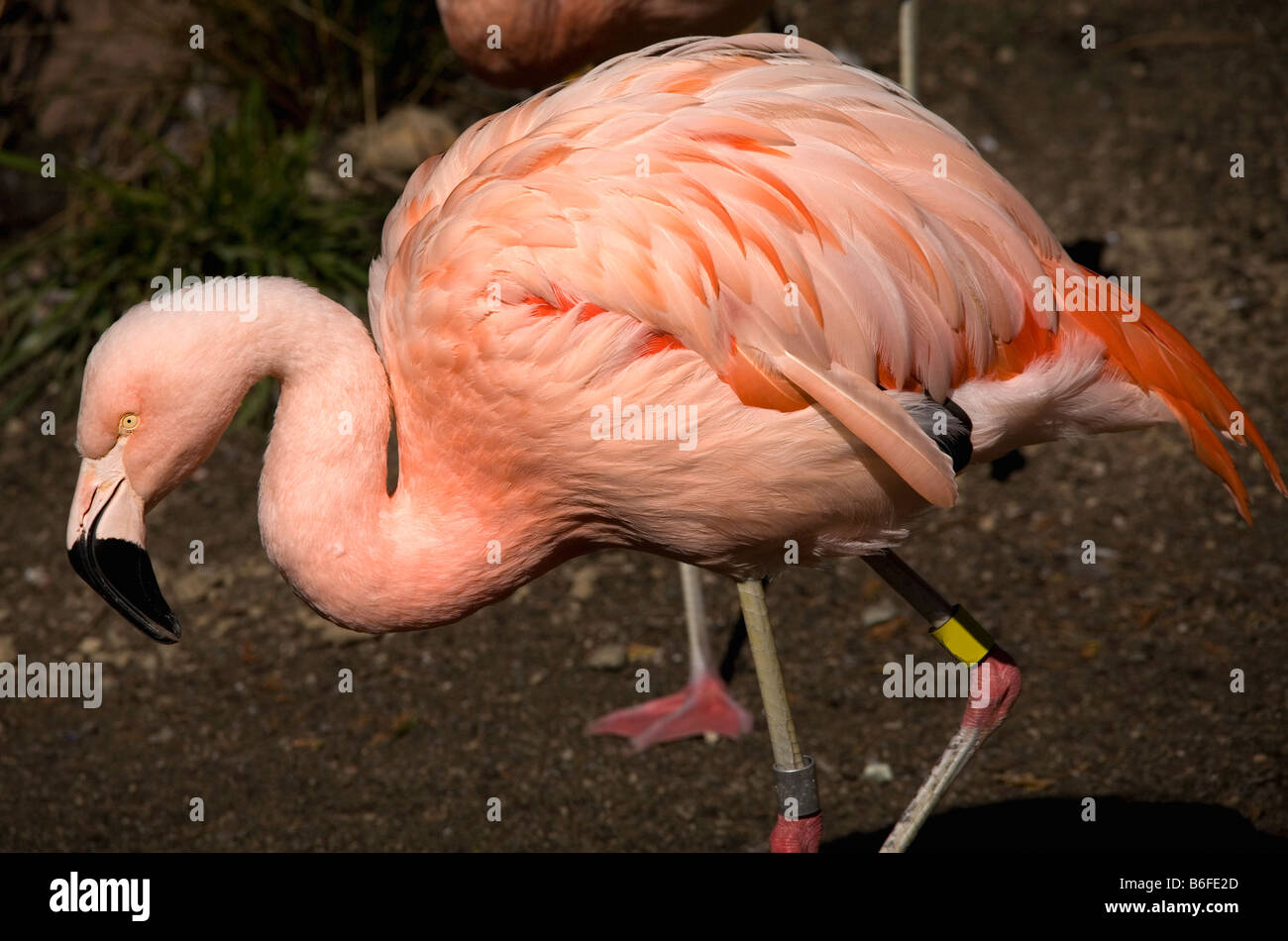 Real Yellow Flamingos