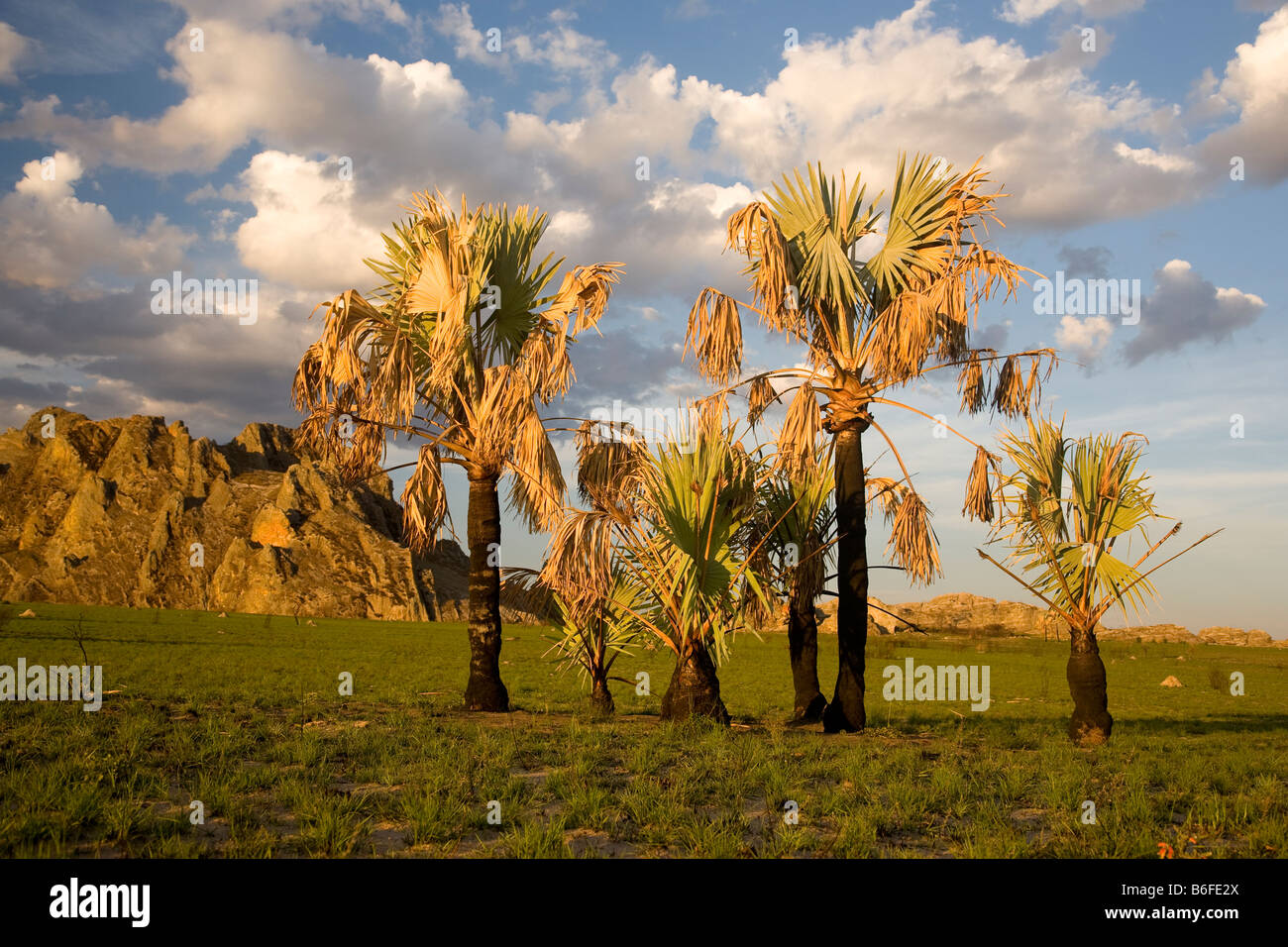 Madagascar tree hi-res stock photography and images - Alamy