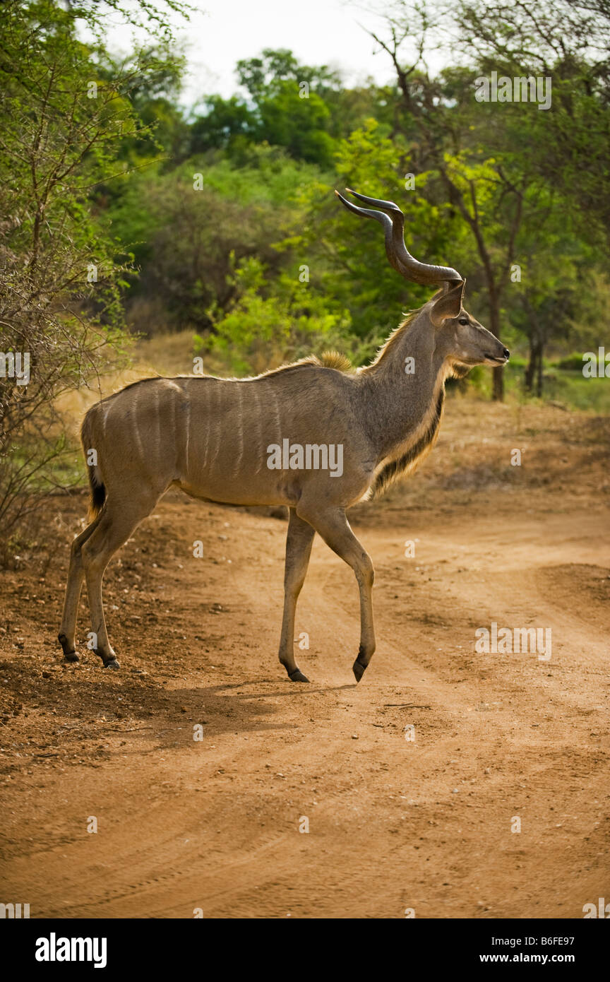 wildlife wild greater KUDU antelope TRAGELAPHUS STREPSICEROS buck with ...