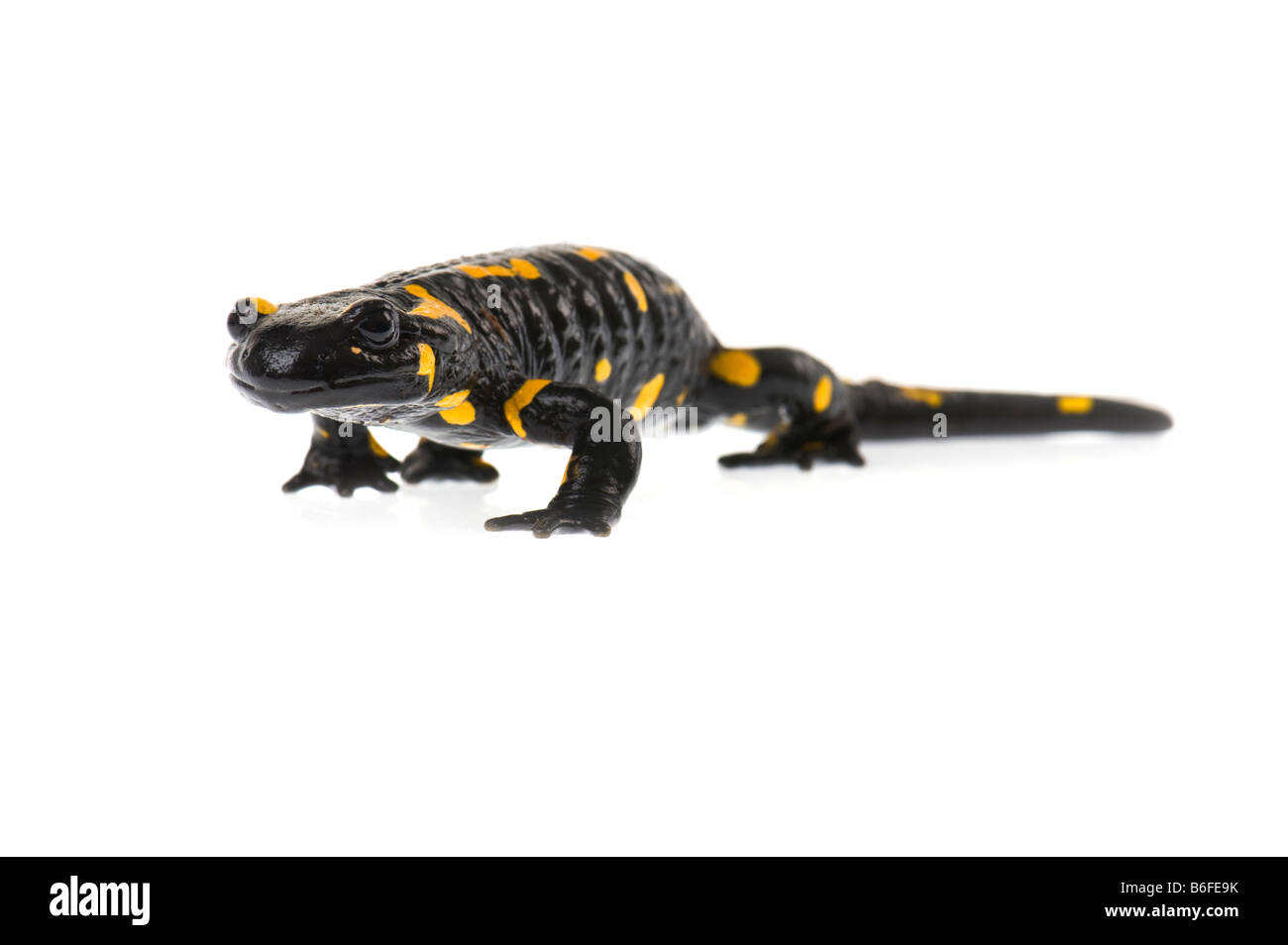 firesalamander fire salamander stand standing up portrait Salamandra ...