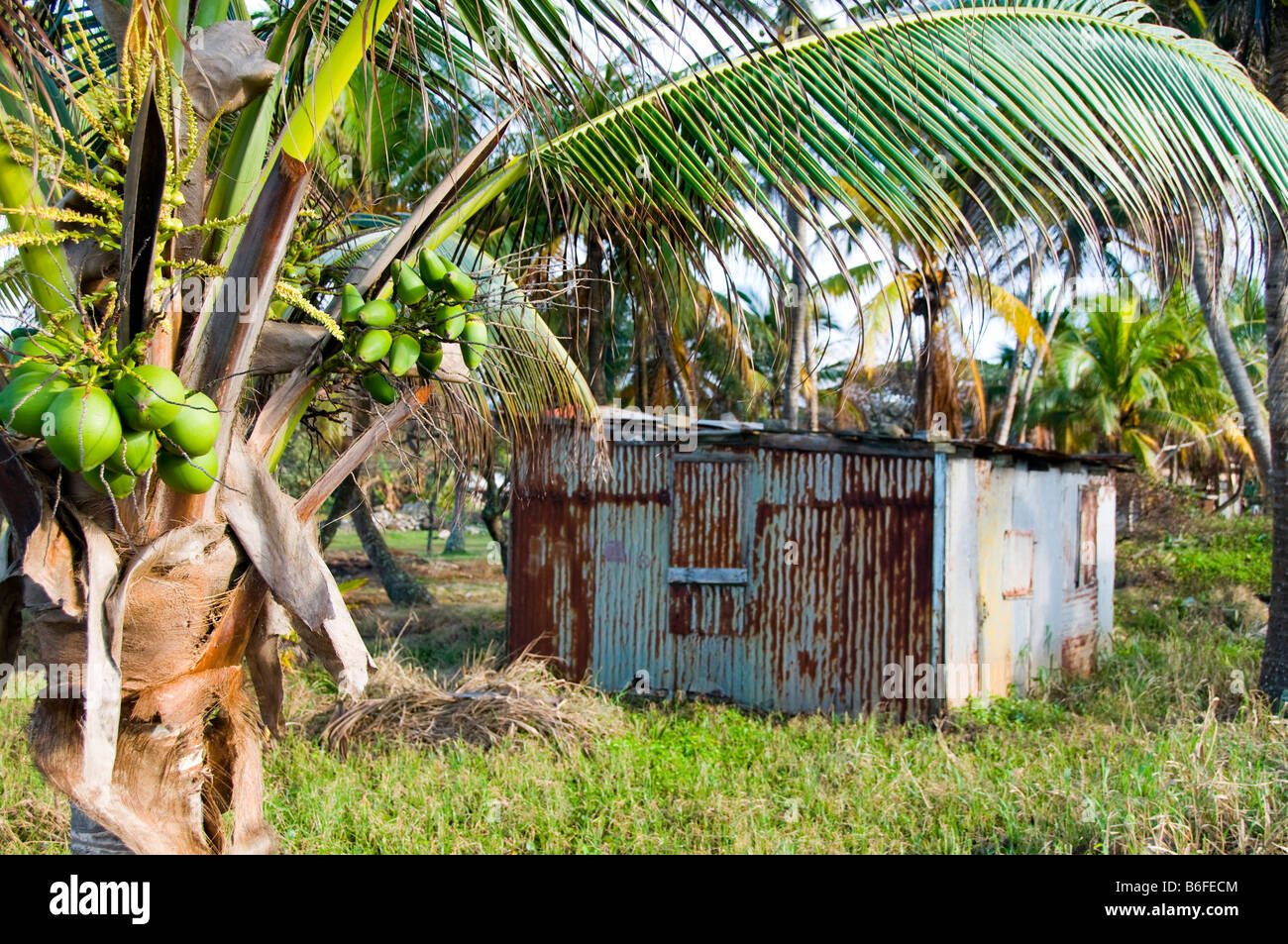 house typical architecture zinc ramshackle shanty residence corn island ...