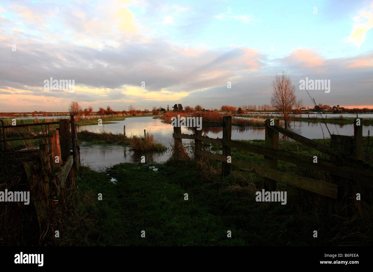 Fenland reeds hi-res stock photography and images - Alamy