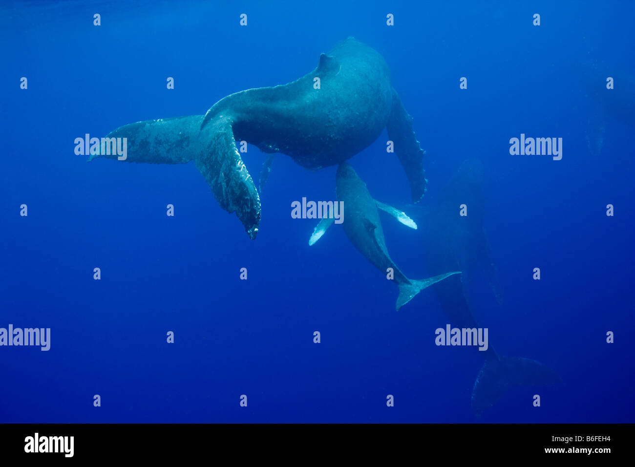 Blue whale calf nursing hi-res stock photography and images - Alamy
