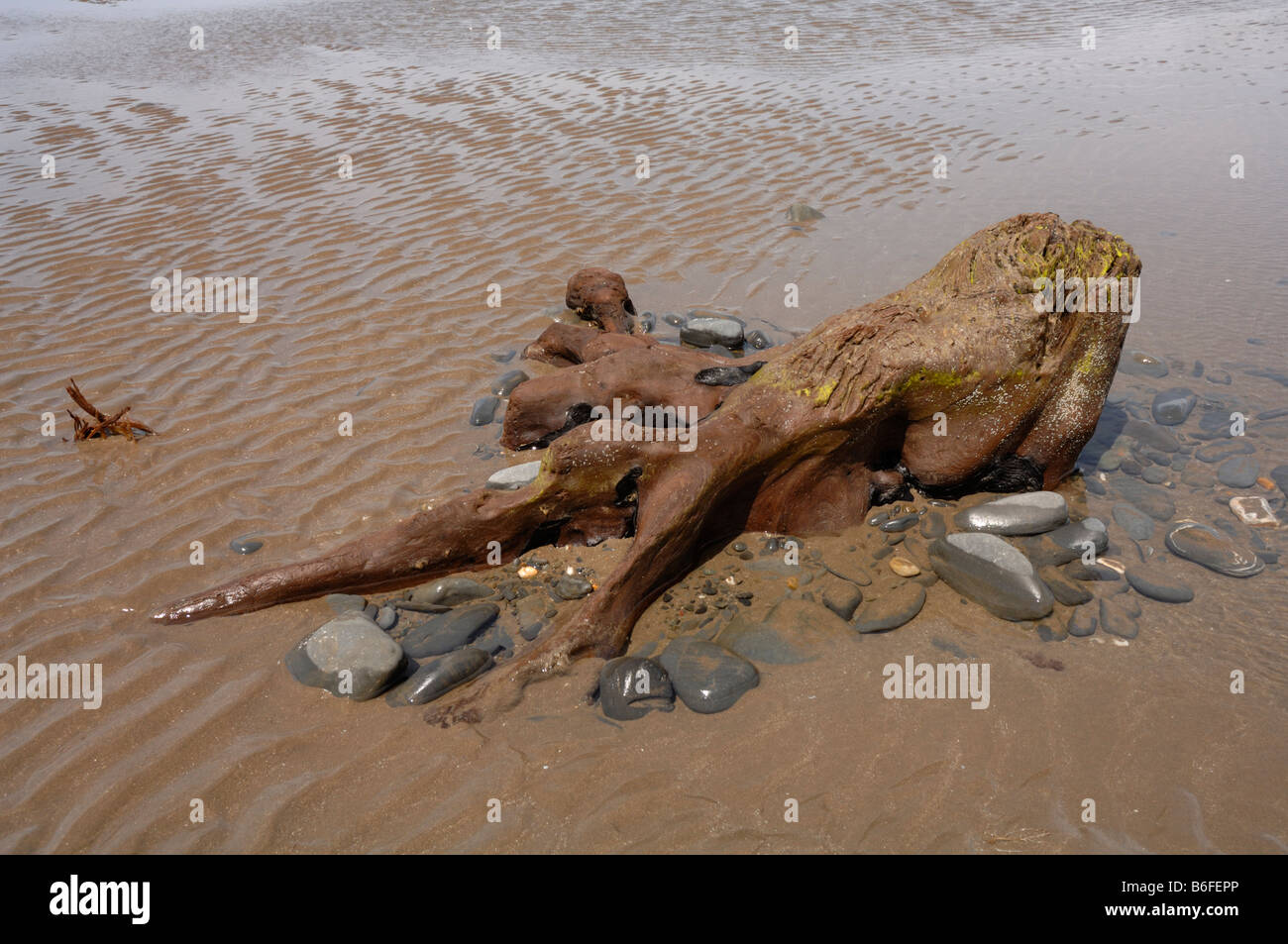 Petrified forest Beach Borth Wales UK Europe Stock Photo - Alamy