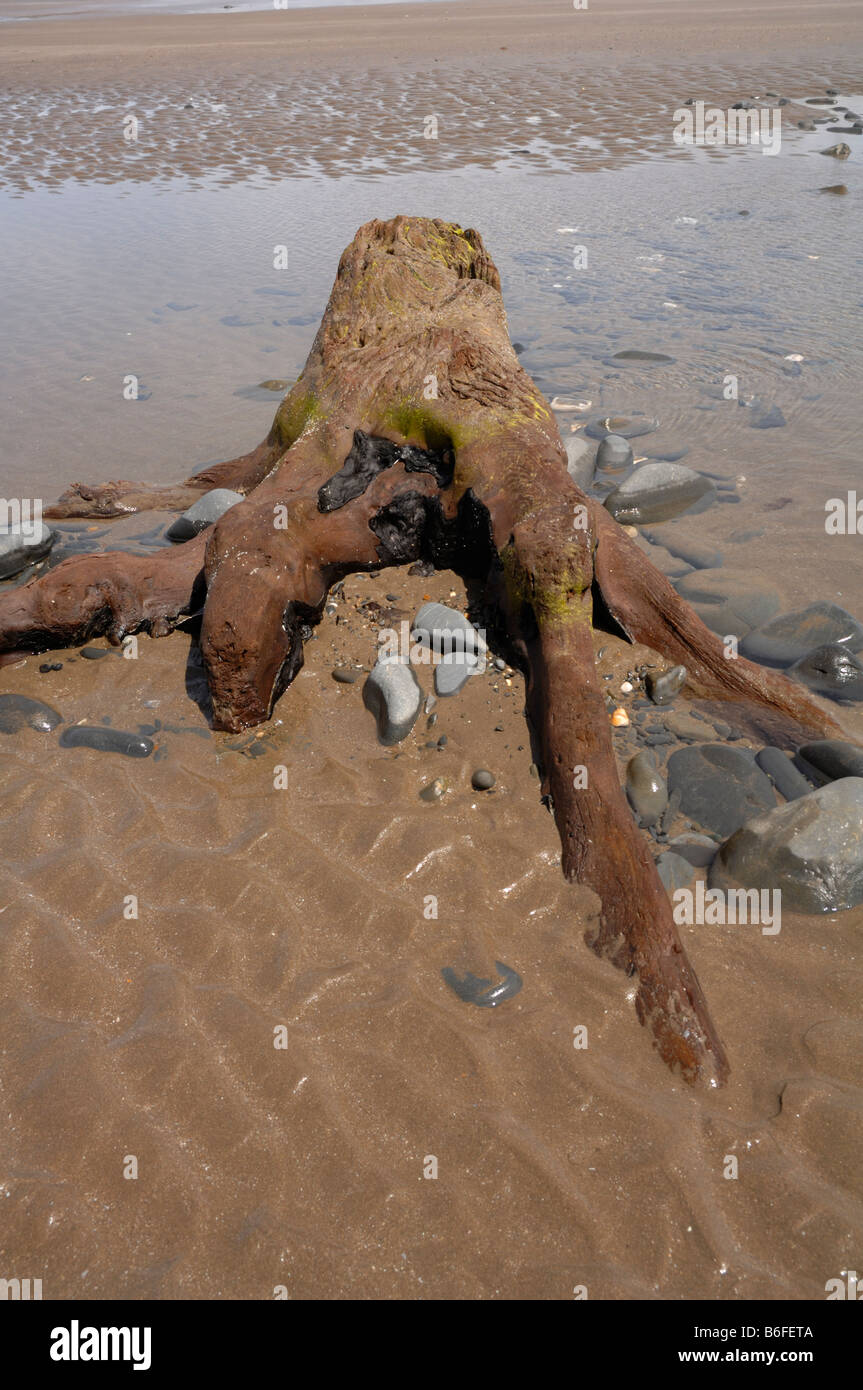 Petrified forest Beach Borth Wales UK Europe Stock Photo - Alamy