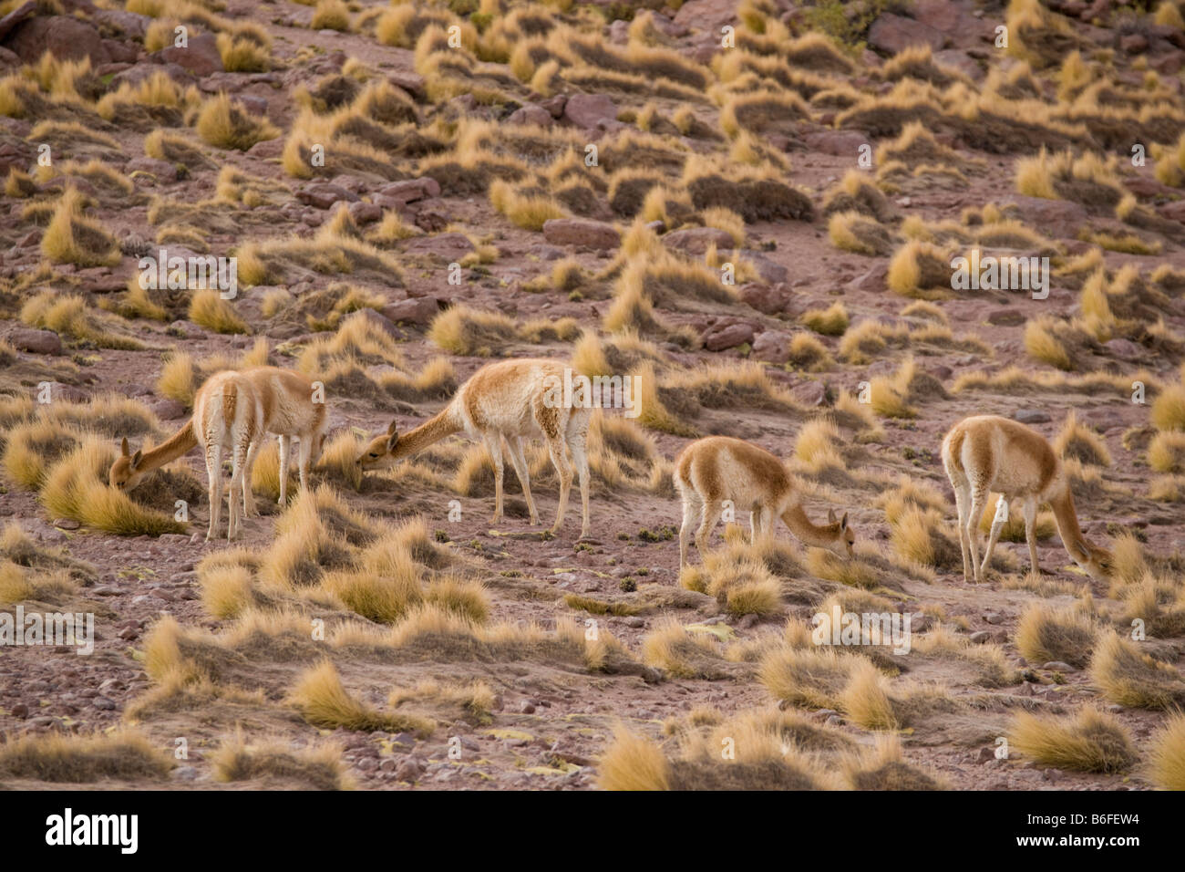 Vicuna, Vicugna vicugna, in the Atacama Desert, Chile Stock Photo - Alamy