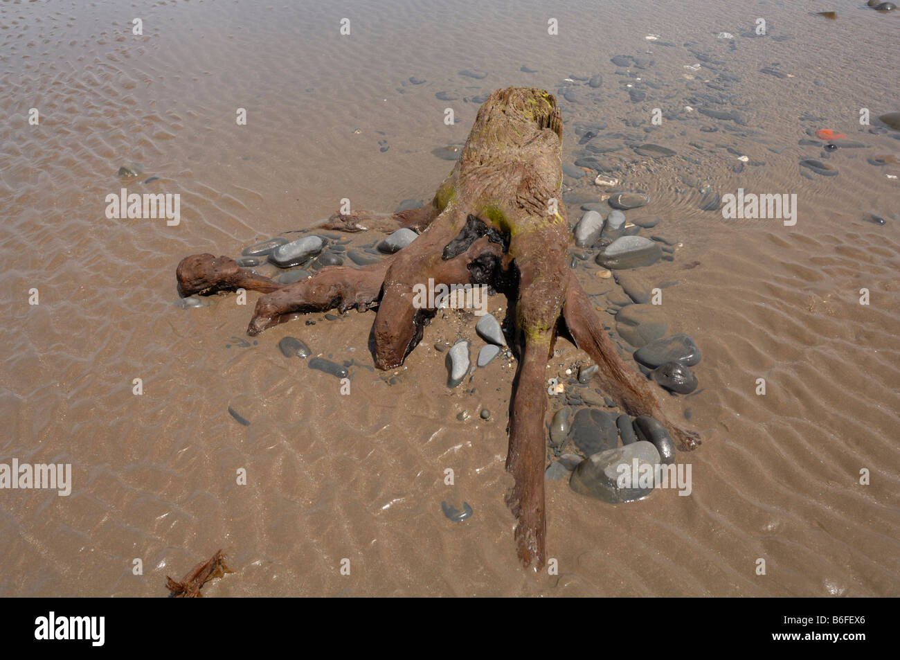 Petrified beach hi-res stock photography and images - Alamy