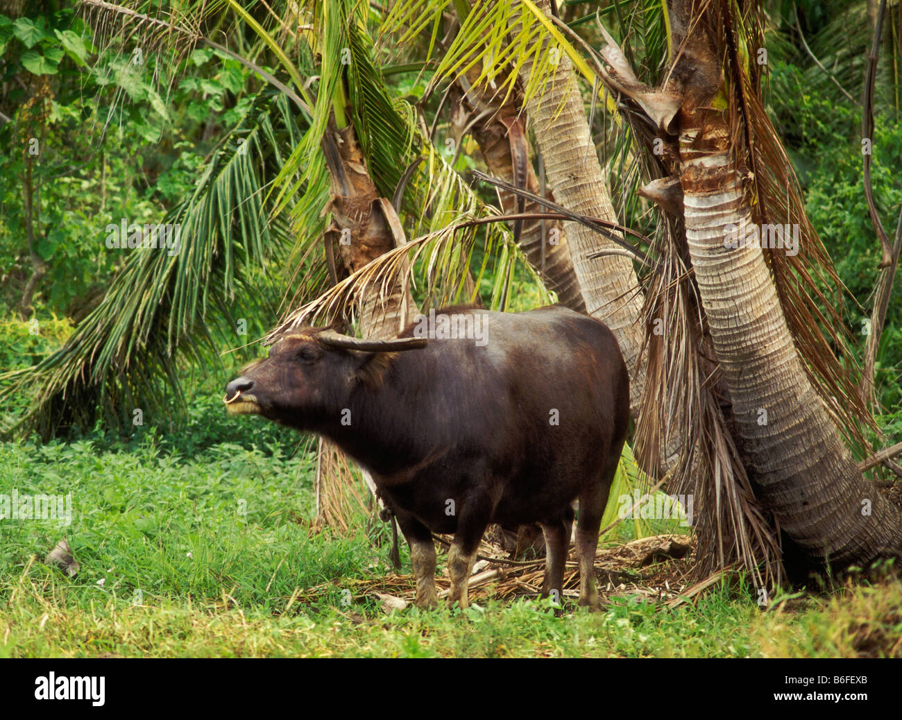 Guam Micronesia a karabao water buffalo in a field near the village of ...