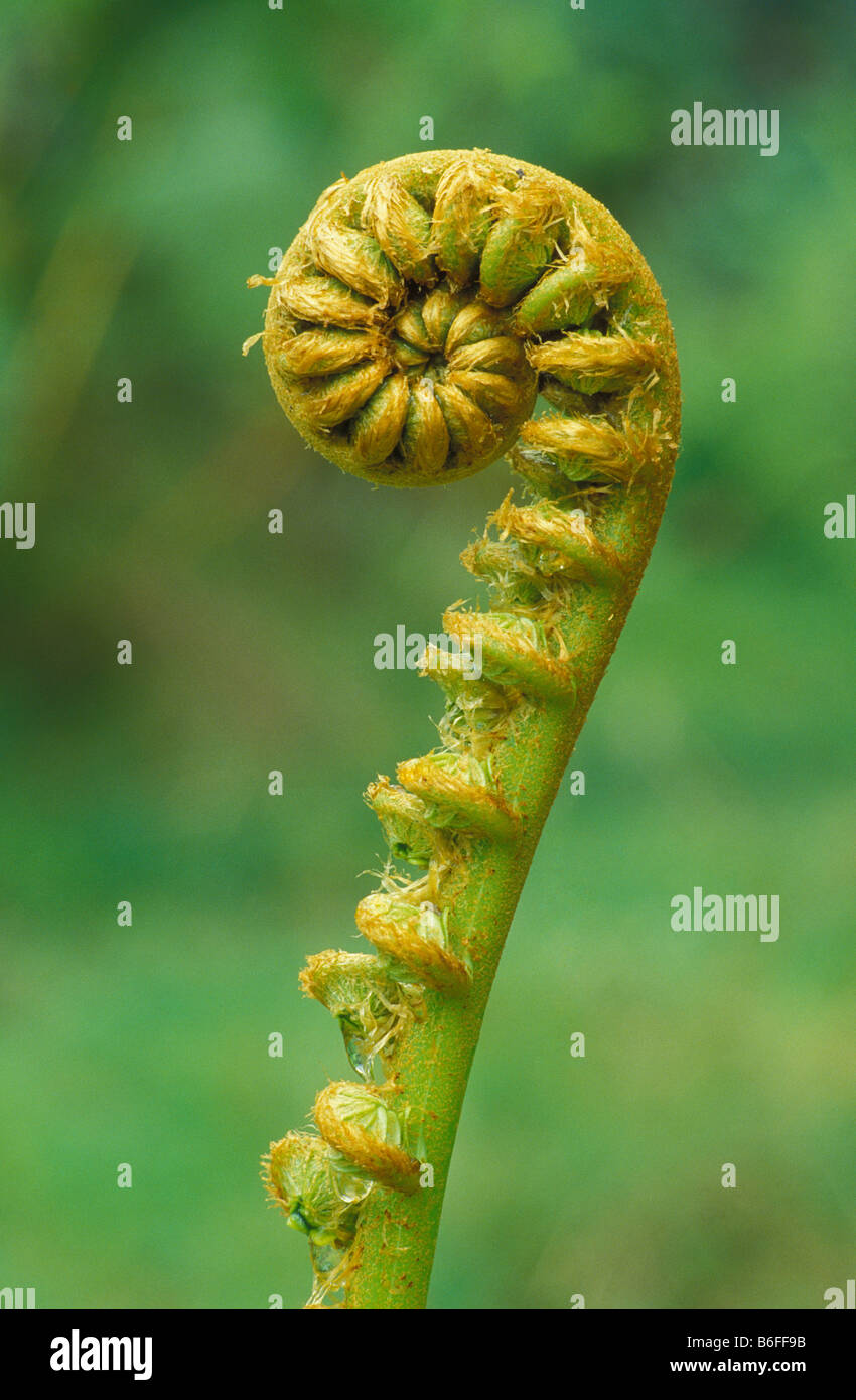 Ama uma u fern fiddlehead Sadleria cyatheoides endemic to Hawaii Stock ...
