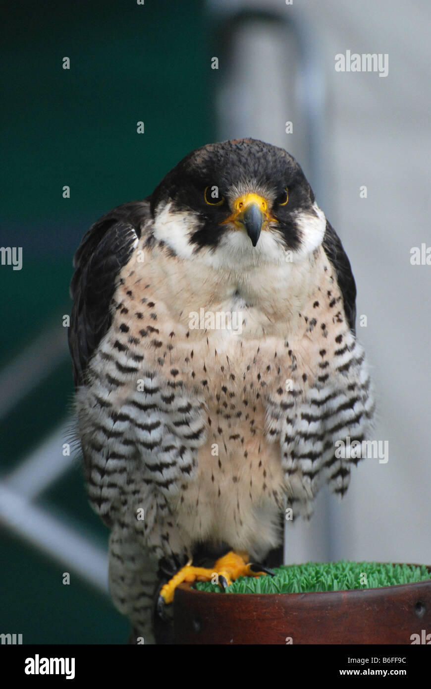 Crow sized falcon hi-res stock photography and images - Alamy