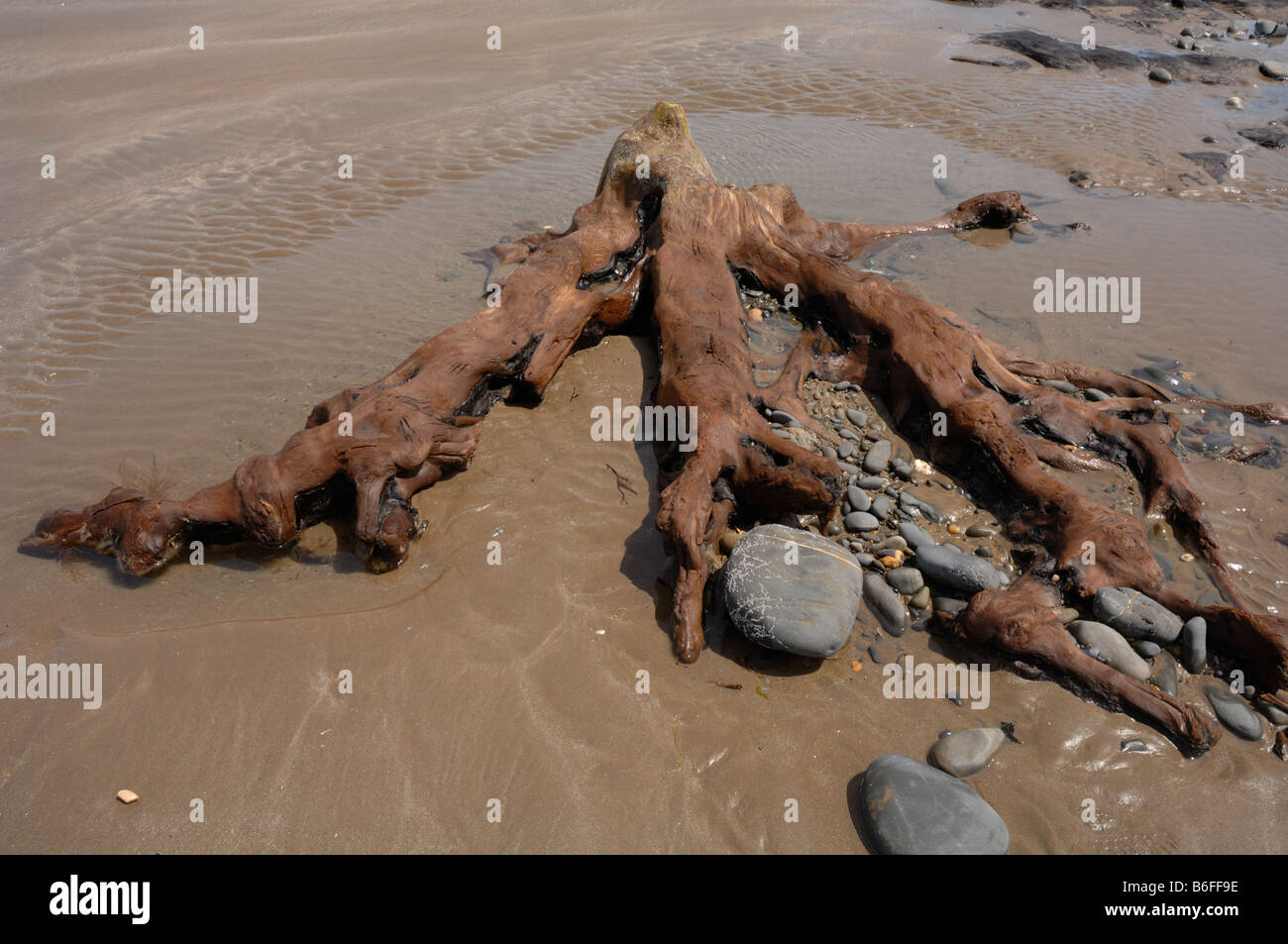 Borth petrified forest hi-res stock photography and images - Alamy