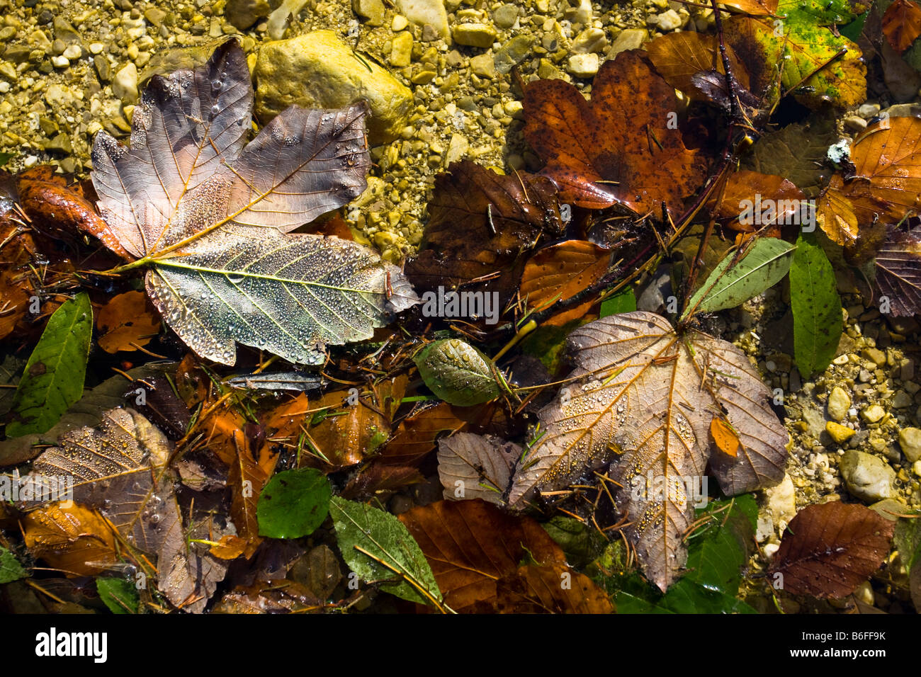 Brook bed hi-res stock photography and images - Alamy
