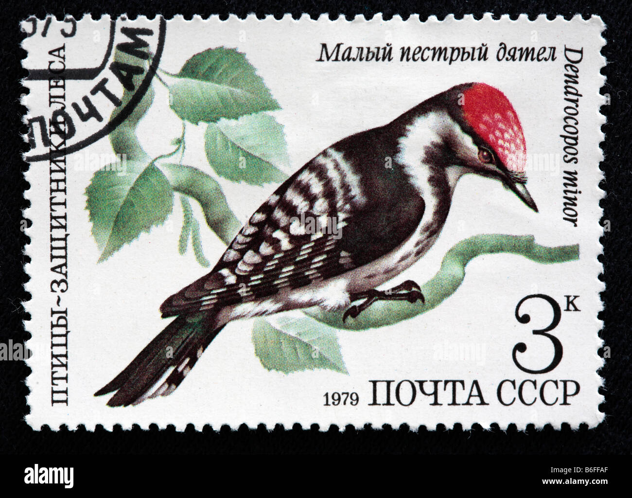 Lesser Spotted Woodpecker (Picoides minor), postage stamp, USSR, 1979 ...
