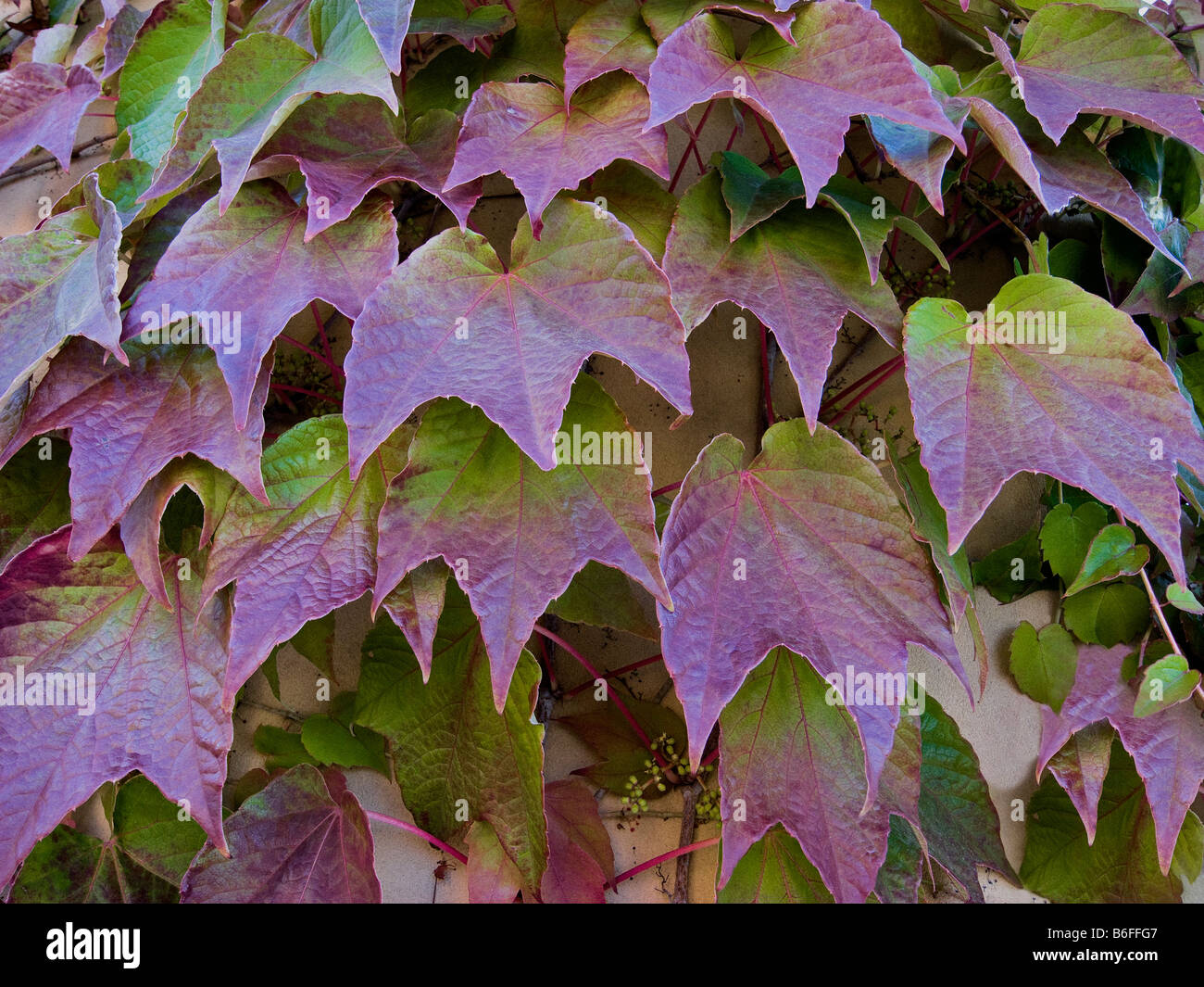 Boston Ivy growing on wall Stock Photo - Alamy