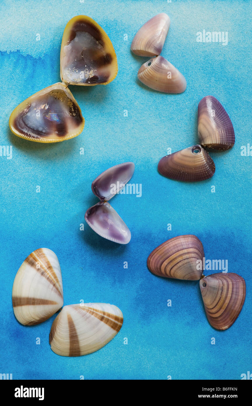 Sea shells on a blue watercolour background Stock Photo - Alamy